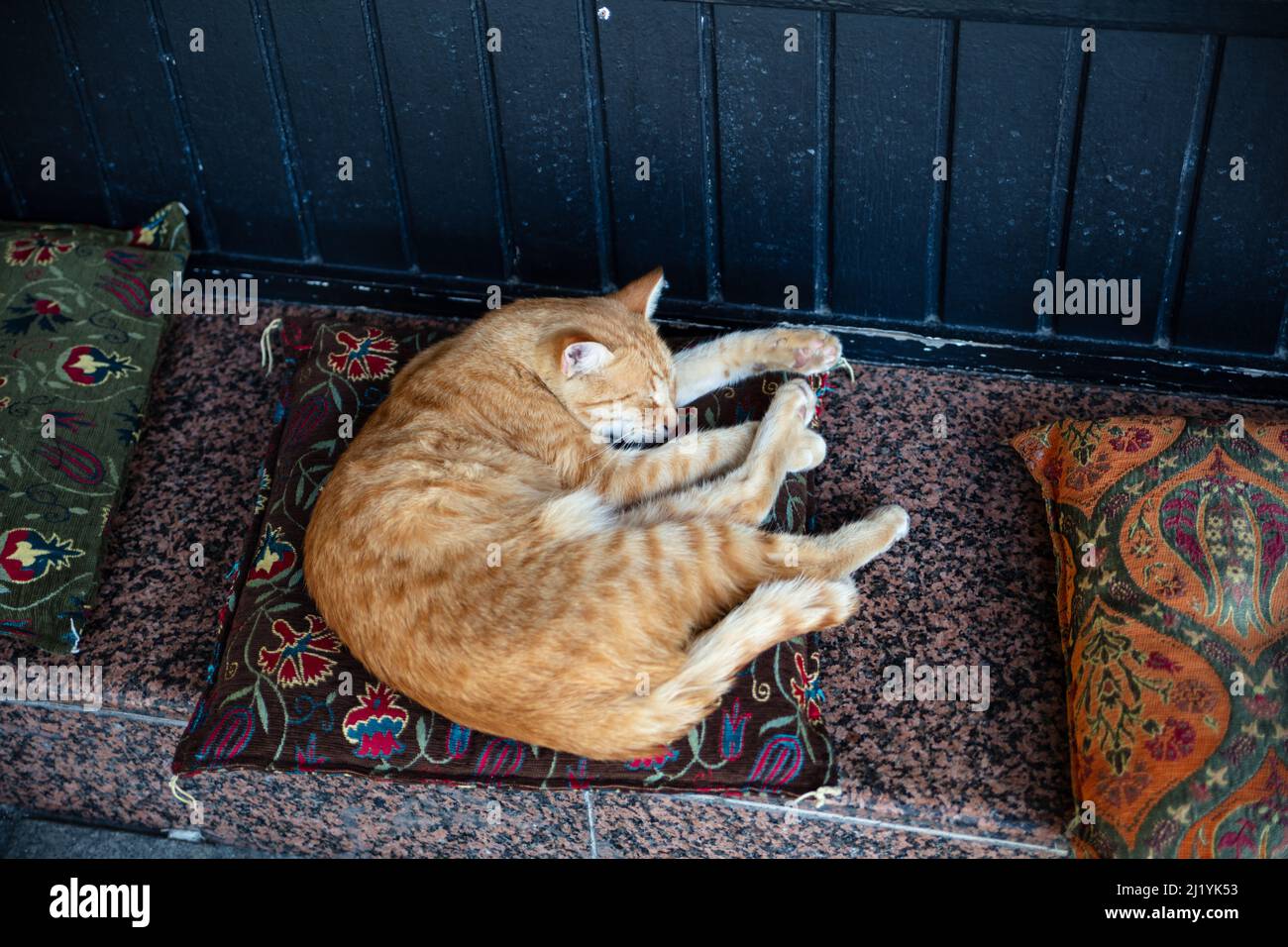 Istanbul cat hi-res stock photography and images - Alamy