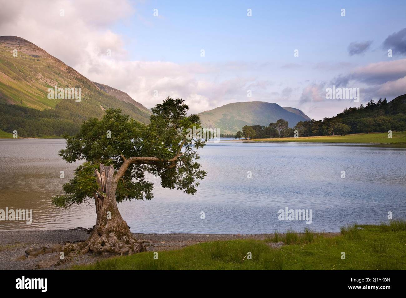 Lone tree on the southern shores of Buttermere Lake district National ...