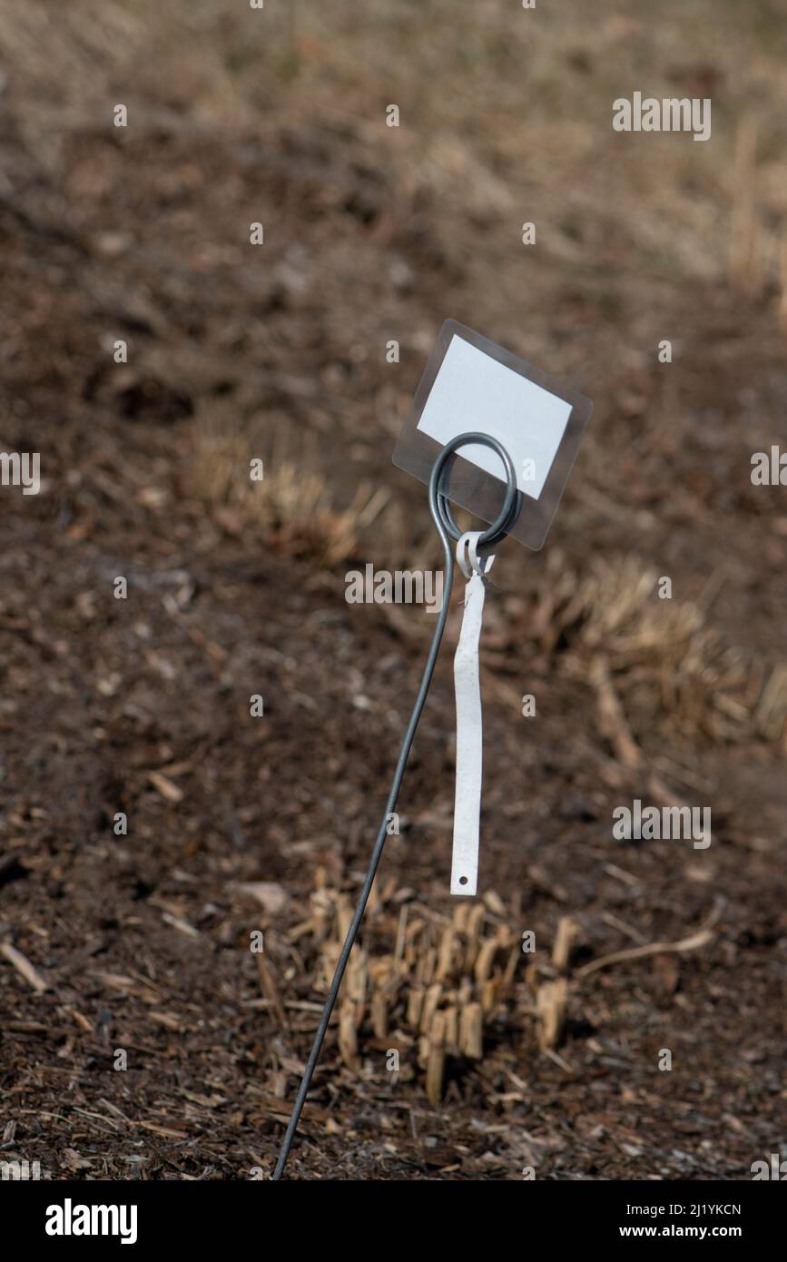A blank plant label in the garden Stock Photo - Alamy