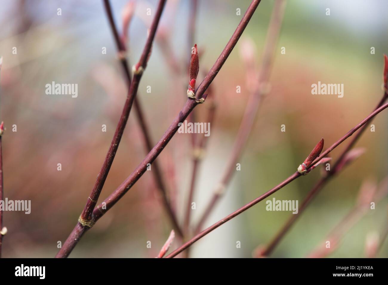 Close-up Japanese Maple branches , Acer palmatum Stock Photo - Alamy