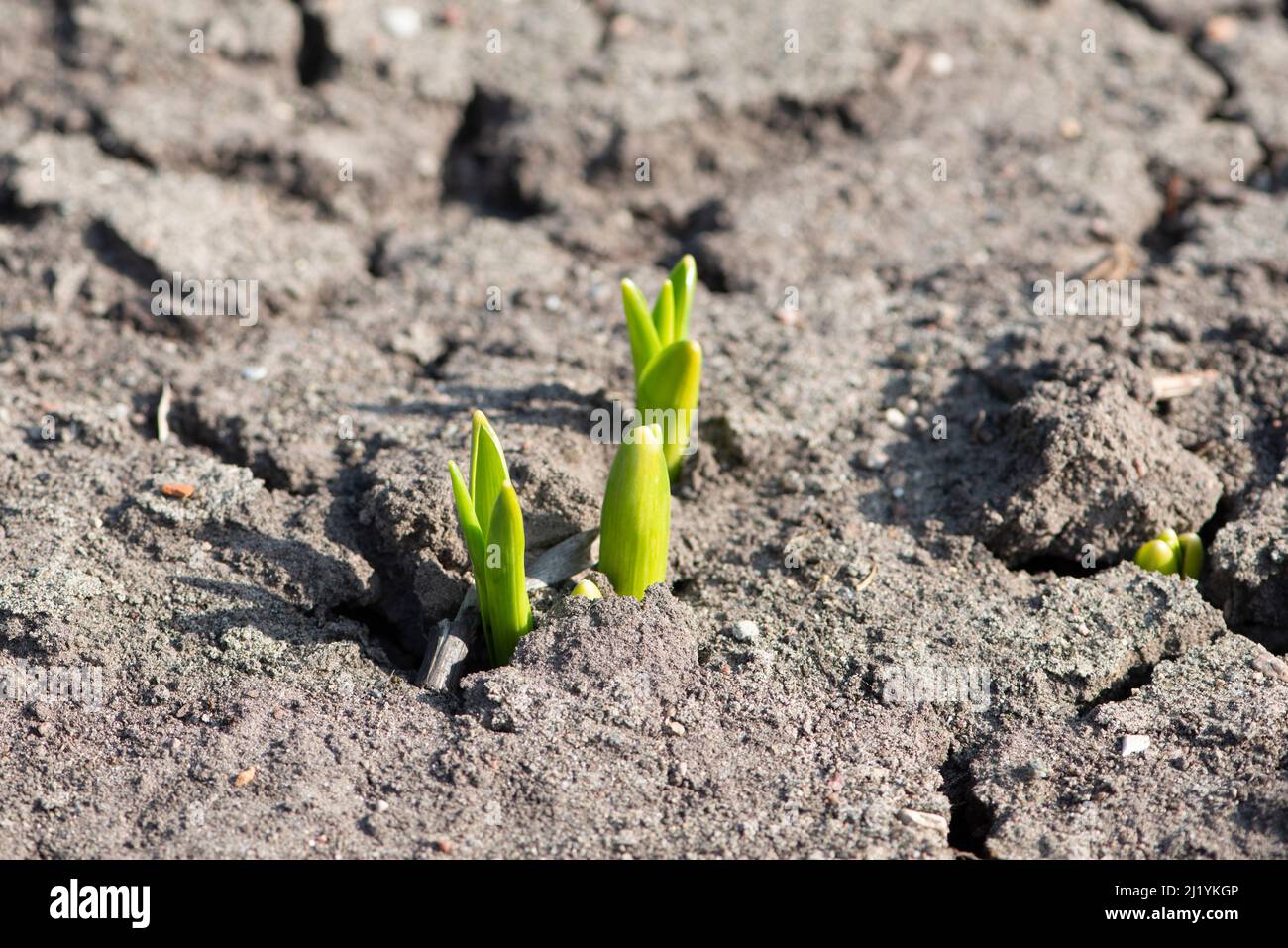 Small spring sprouts in dry cracked soil. Shoots of spring flowers ...