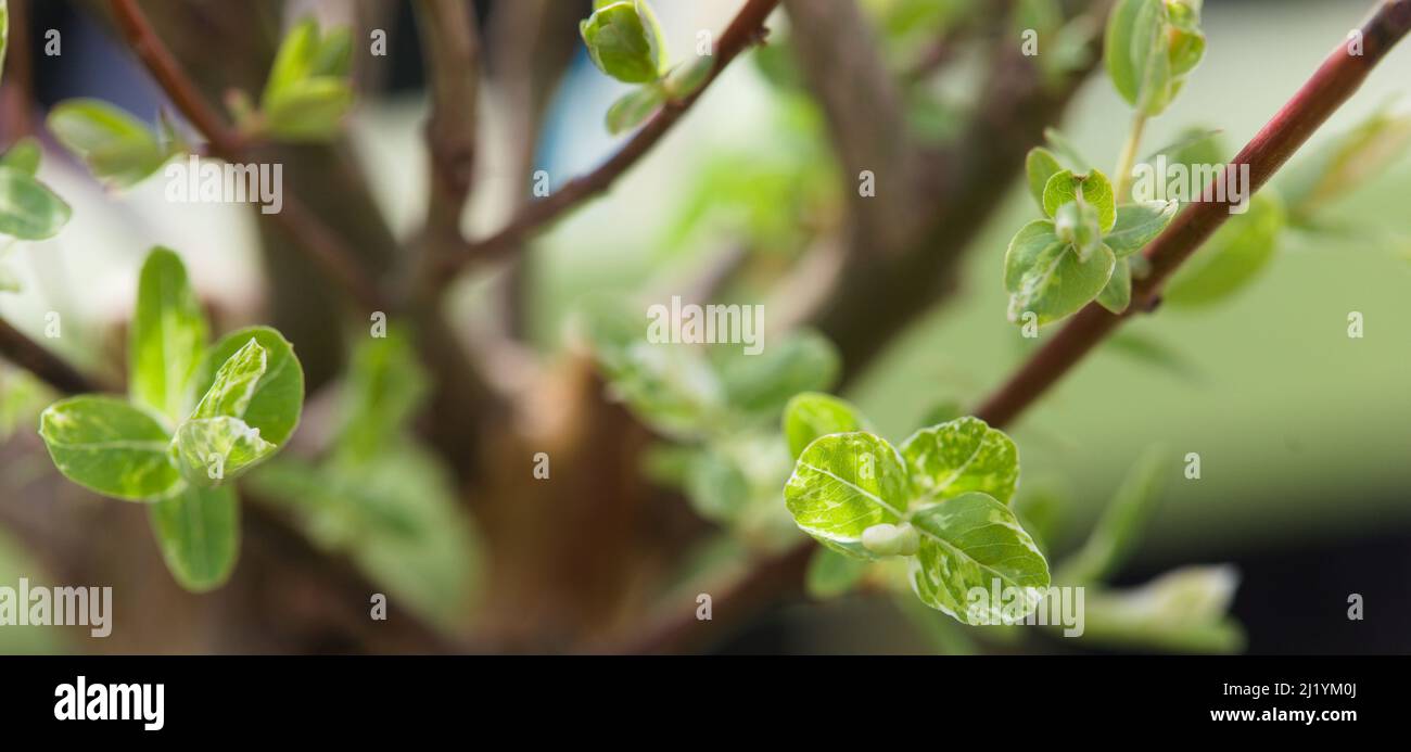 Close-up of Dwarf Japanese Willow tree foliage during spring season ...