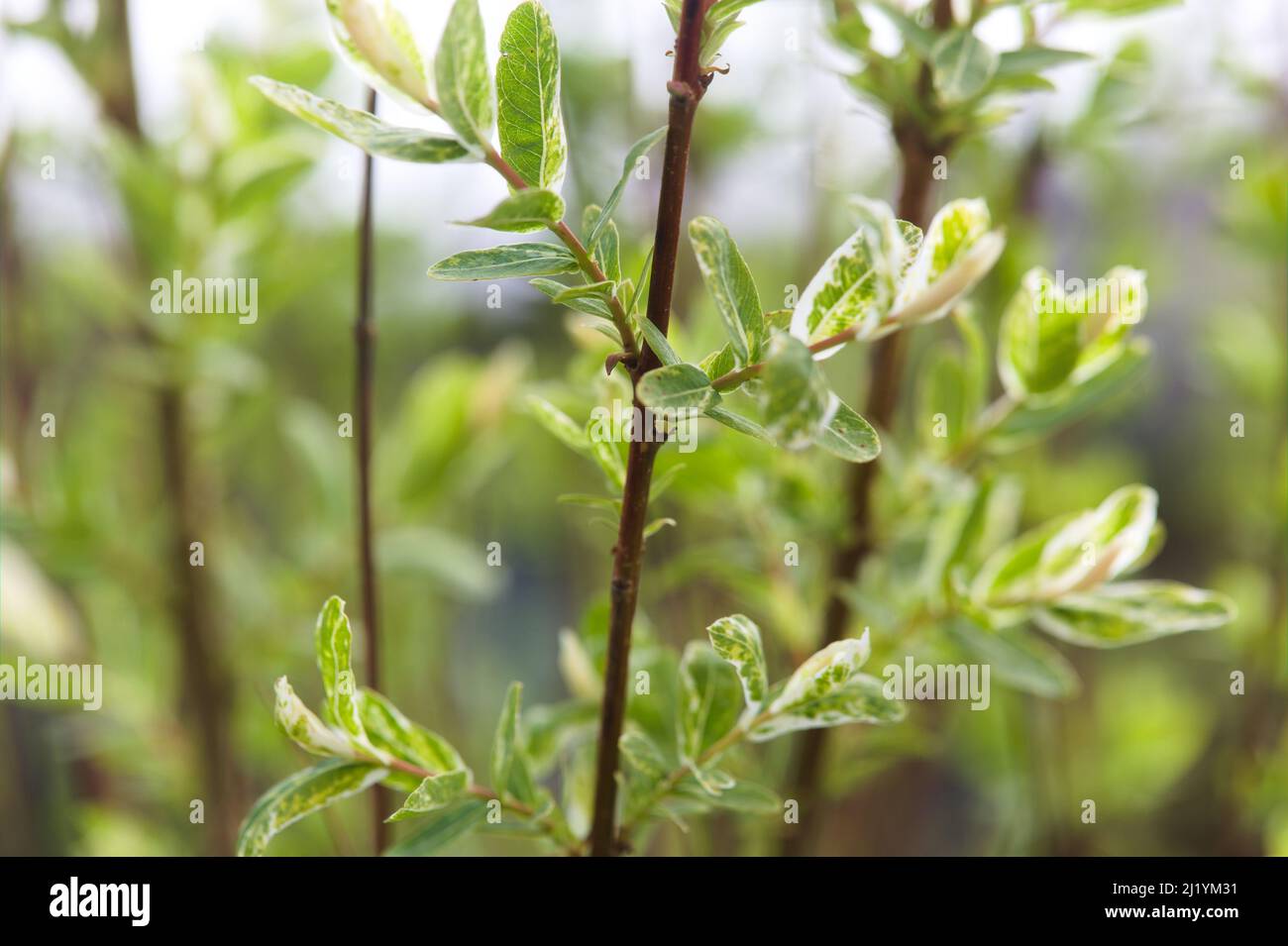 Close-up of Dwarf Japanese Willow tree foliage during spring season ...