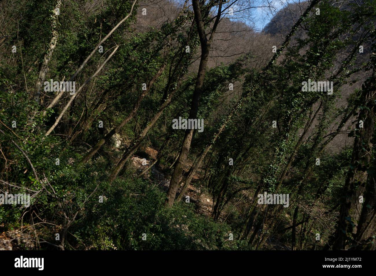 Angled leaves hi-res stock photography and images - Alamy