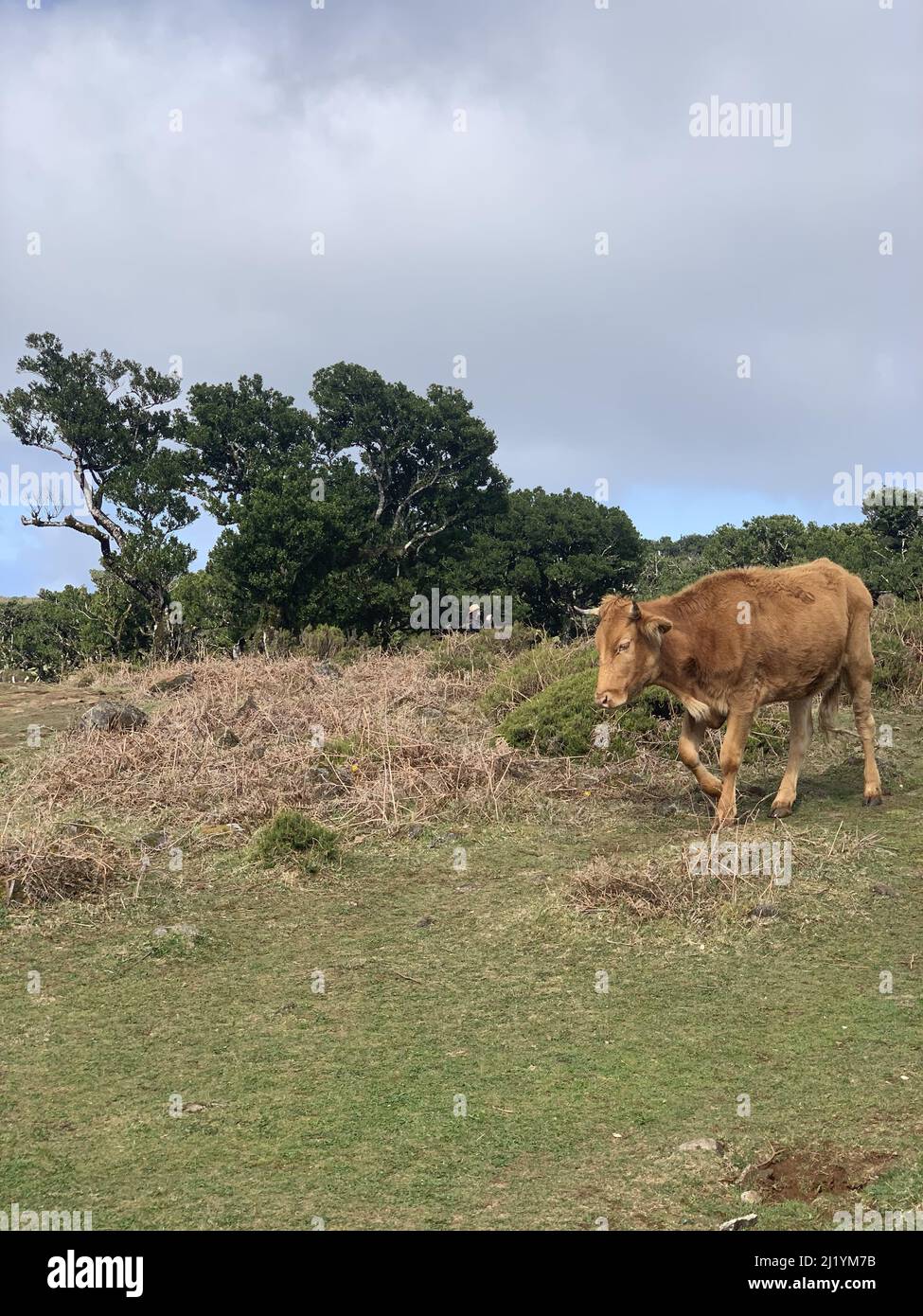 Vertical shot brown bull hi-res stock photography and images - Alamy