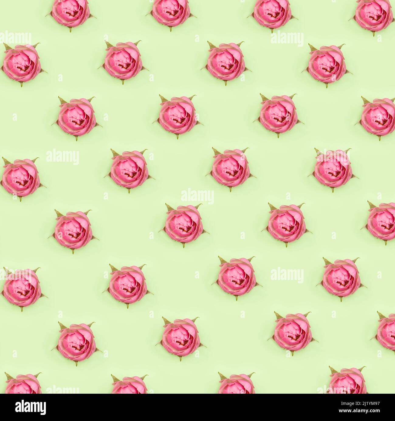 Pink roses pattern on green background Stock Photo - Alamy