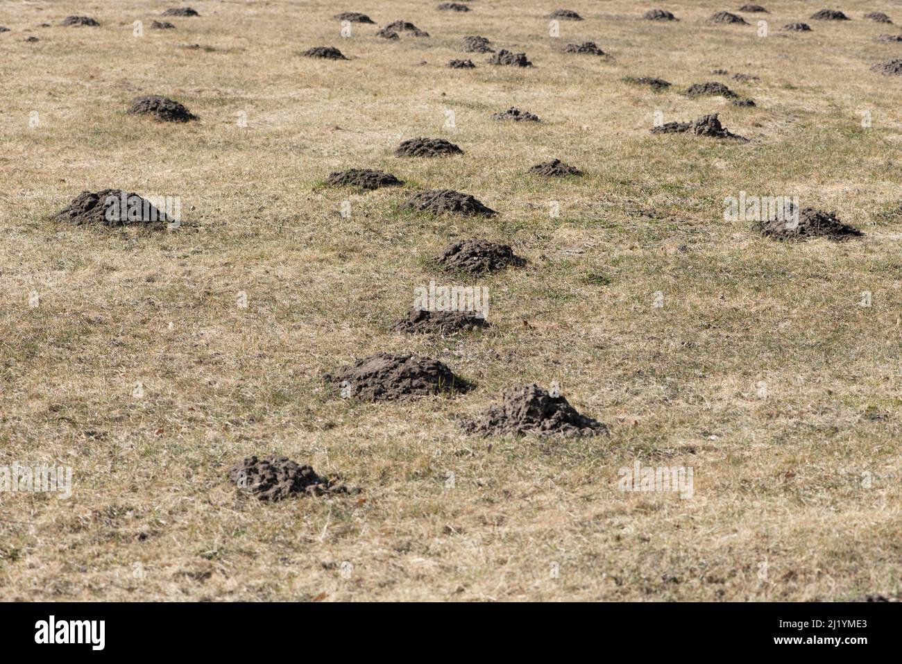 Molehill or mole-hill, mole mound on garden meadow Stock Photo - Alamy