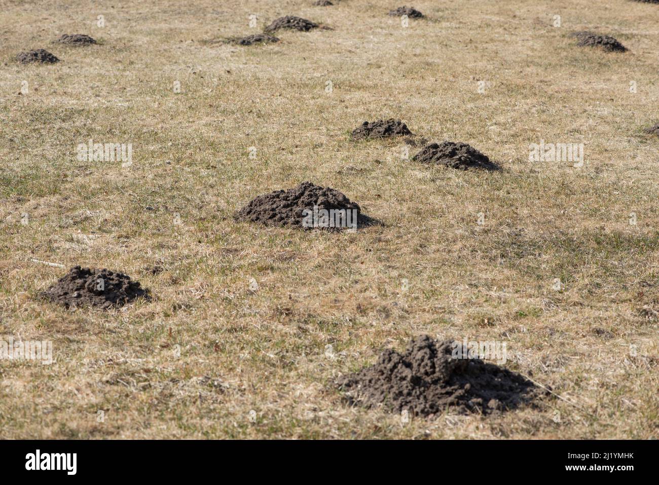 Molehill or mole-hill, mole mound on garden meadow Stock Photo - Alamy