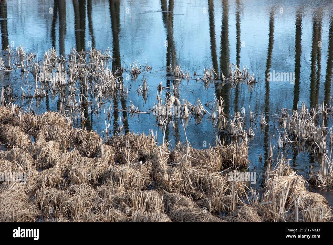 Dry reed plants in the water with tree reflections Stock Photo - Alamy
