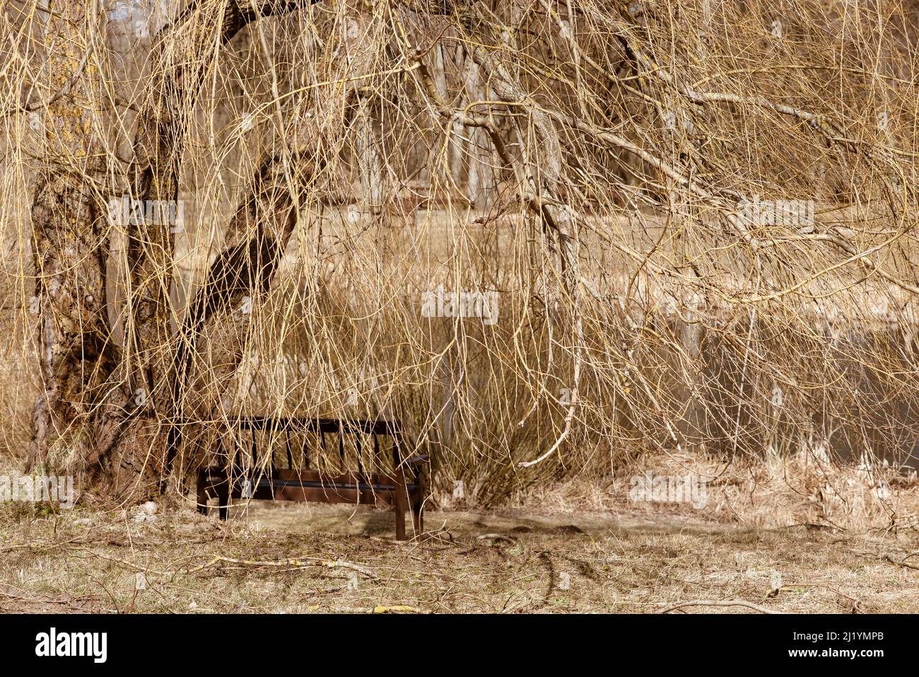 Bench under the tree. Monochromatic early spring landscape Stock Photo ...