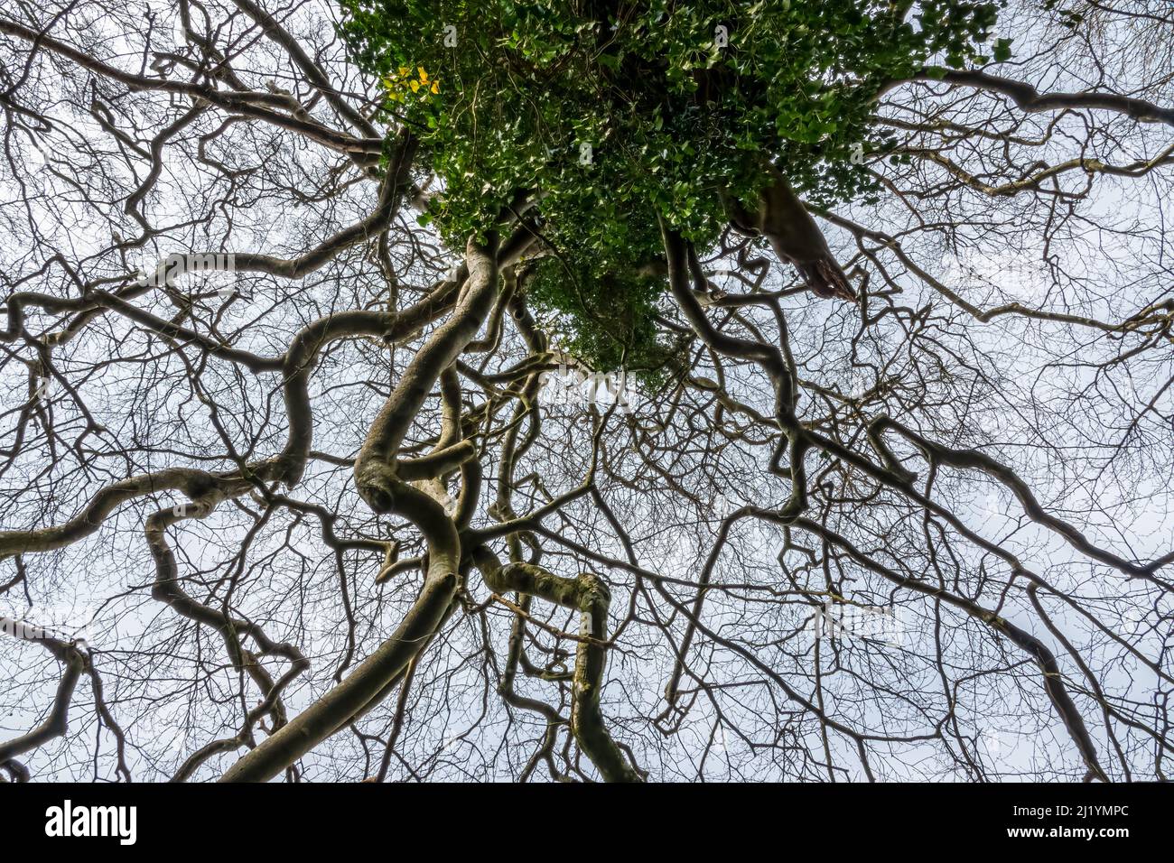 looking up through the twisted and gnarled branches of a curly oak tree ...