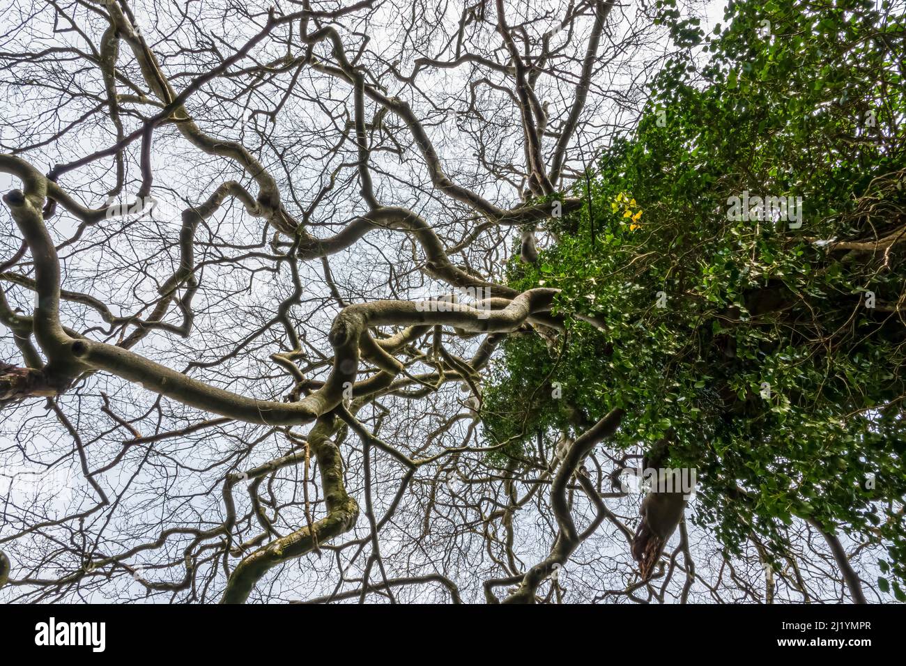 looking up through the twisted and gnarled branches of a curly oak tree ...