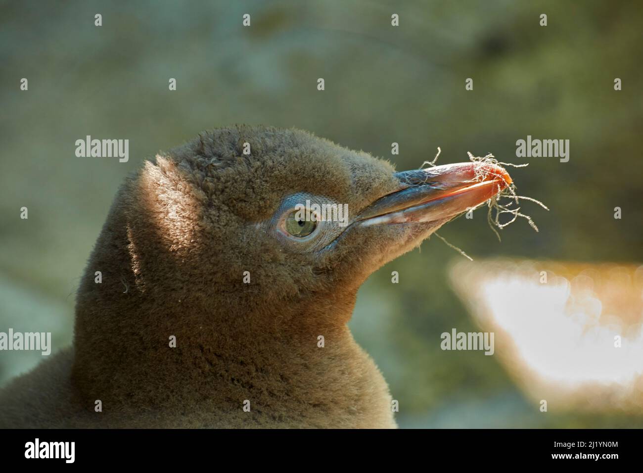 New zealand wildlife hi-res stock photography and images - Alamy