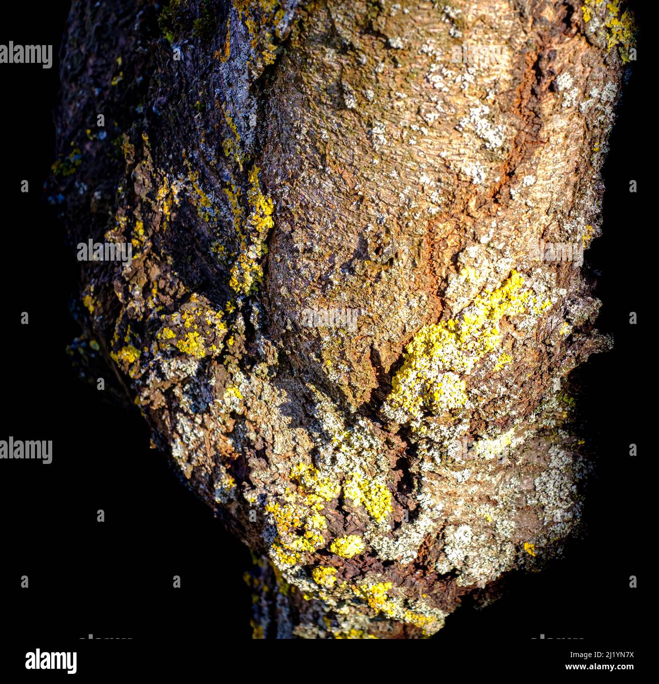 A macro of a brown and green textured tree surface under light Stock ...