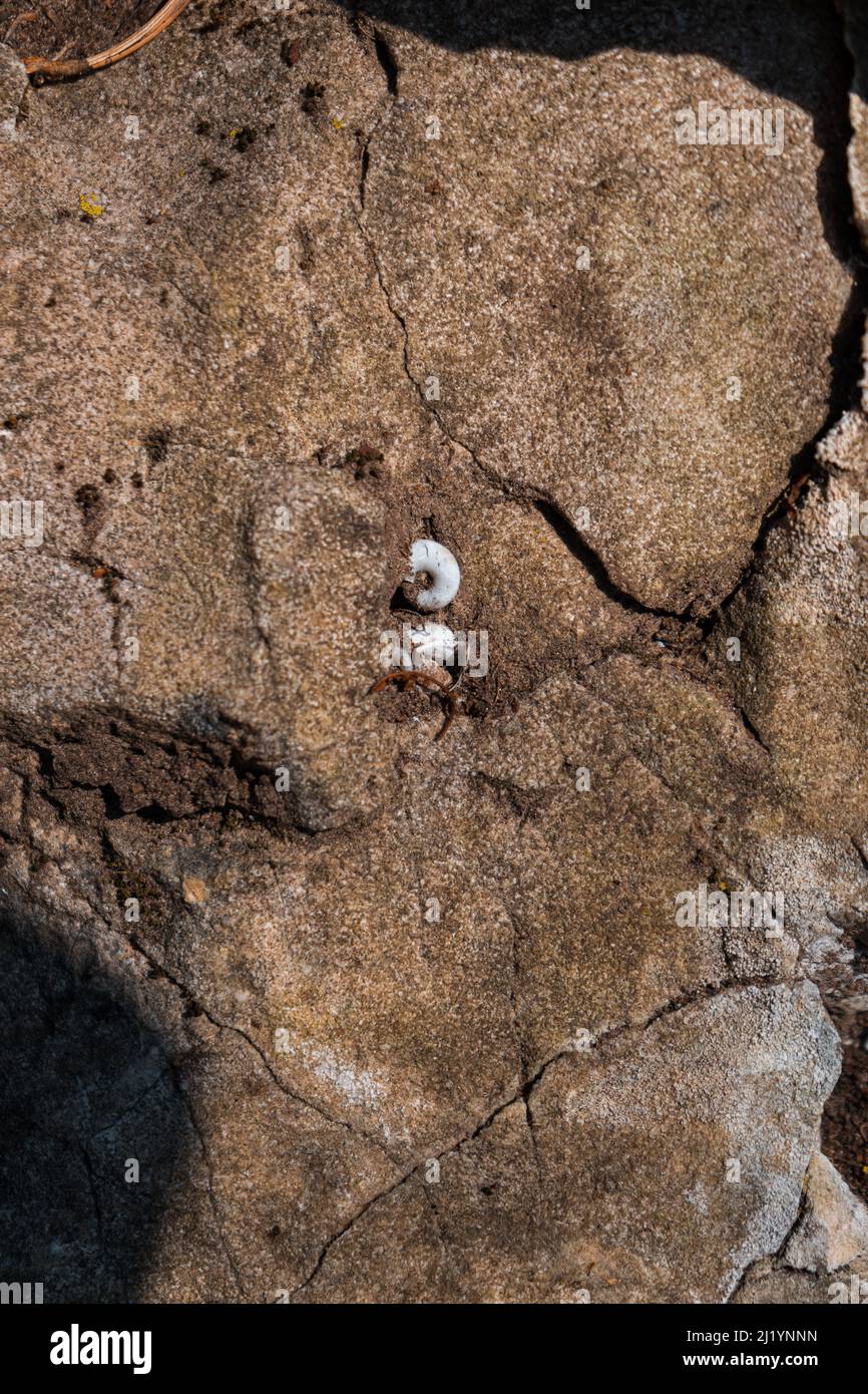 Tiny snail shells hi-res stock photography and images - Alamy