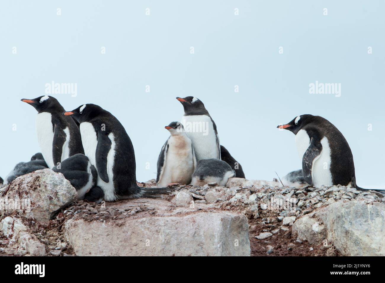 gentoo penguin (Pygoscelis papua) carrying a stone to its nest Damoy ...
