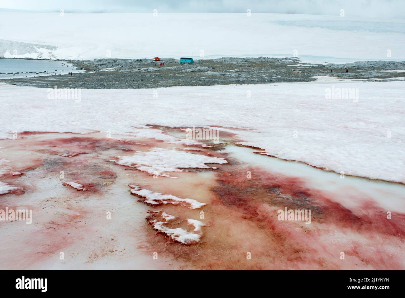 Blood red snow and ice at Damoy point Antarctica caused by algae ...