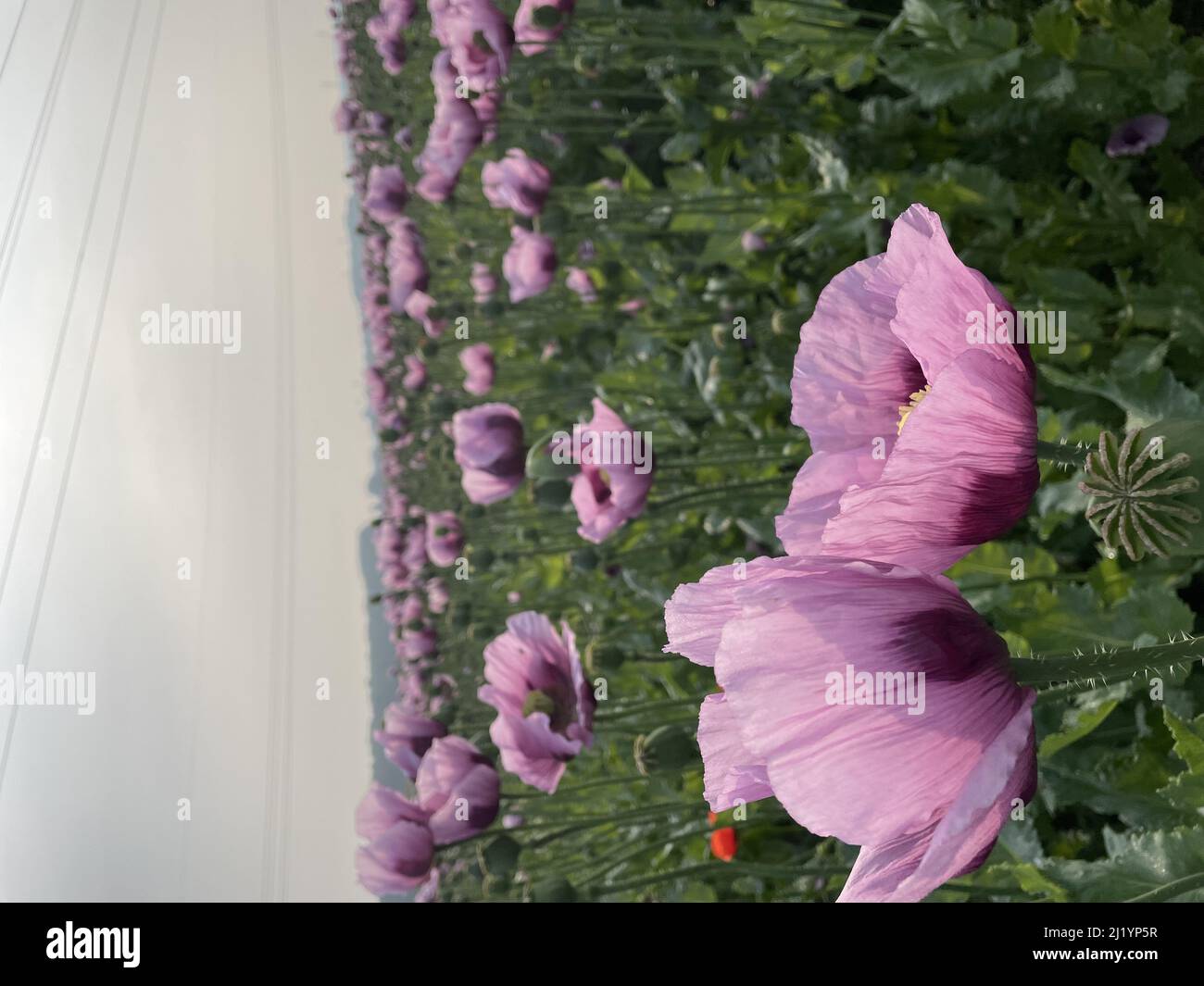 closeup photo of pink flower field Stock Photo - Alamy