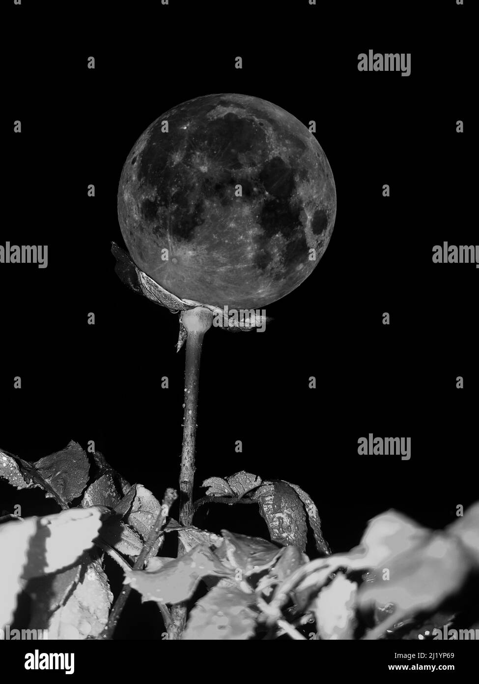 Moon on a stick hi-res stock photography and images - Alamy