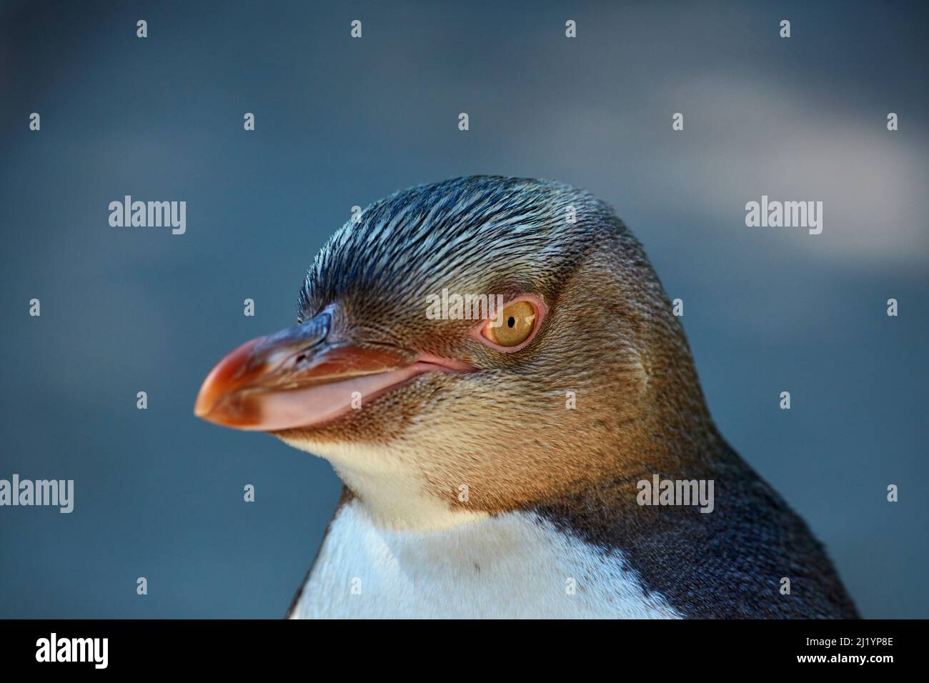 Juvenile Yellow-eyed Penguin (Megadyptes antipodes) or Hoiho, Otago ...