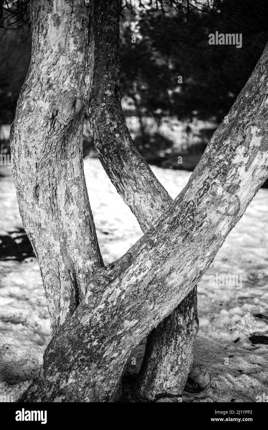 Three Tree Stems in Black and White Stock Photo - Alamy