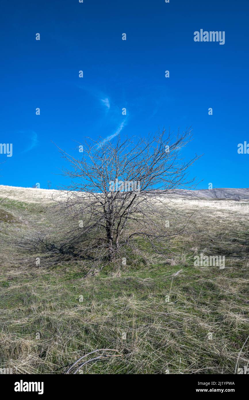 Early Spring Tree and Fields in the Palouse Stock Photo - Alamy