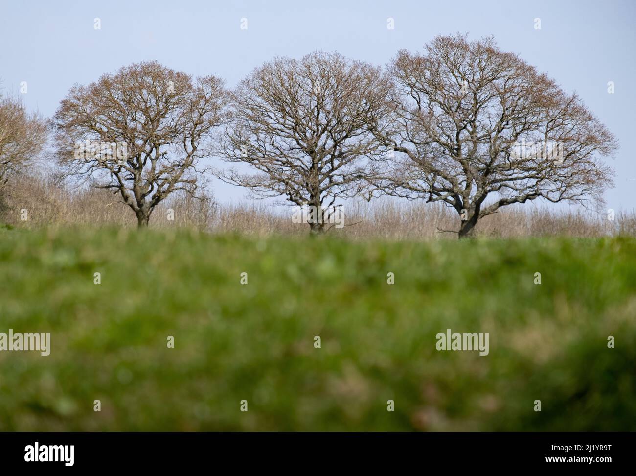 Three leafless Oak trees stand in a row on a Warwickshire farm, England ...