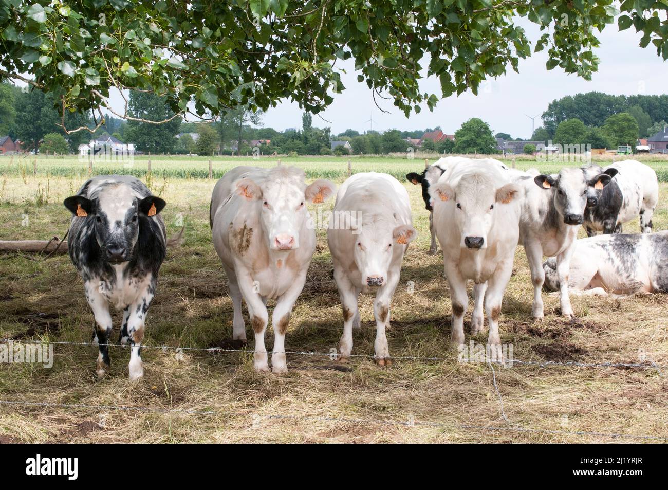 portrait of 5 cows in a row on grassland Stock Photo - Alamy