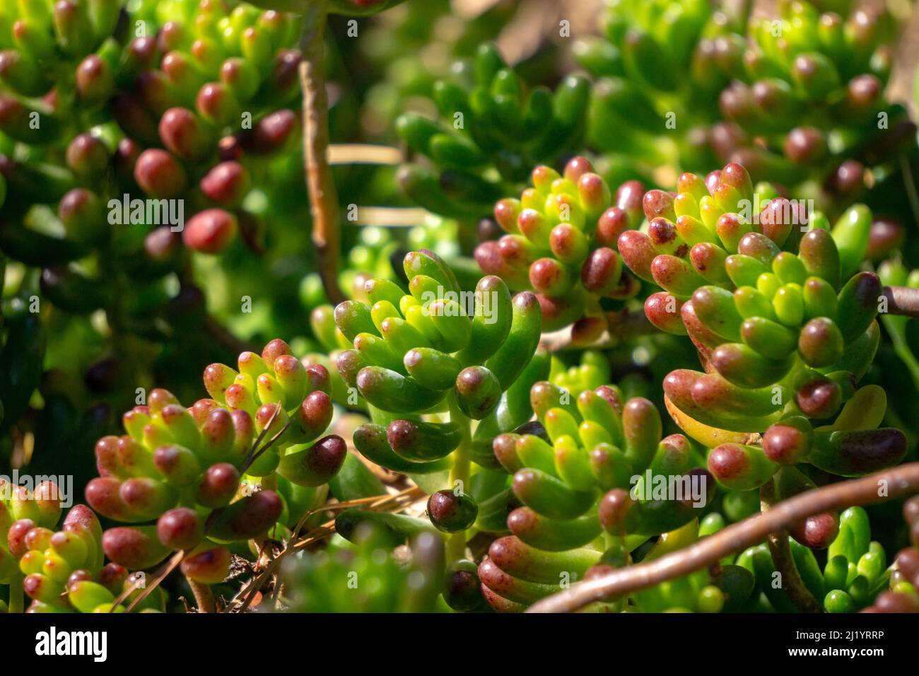 A closeup of beautiful green and red Echeveria plants under sunlight in ...