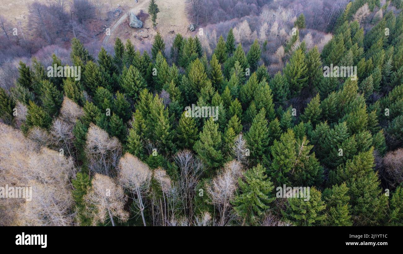 Aerial view of green coniferous forest in the mountains. Evergreen trees in the Italian Alps ...