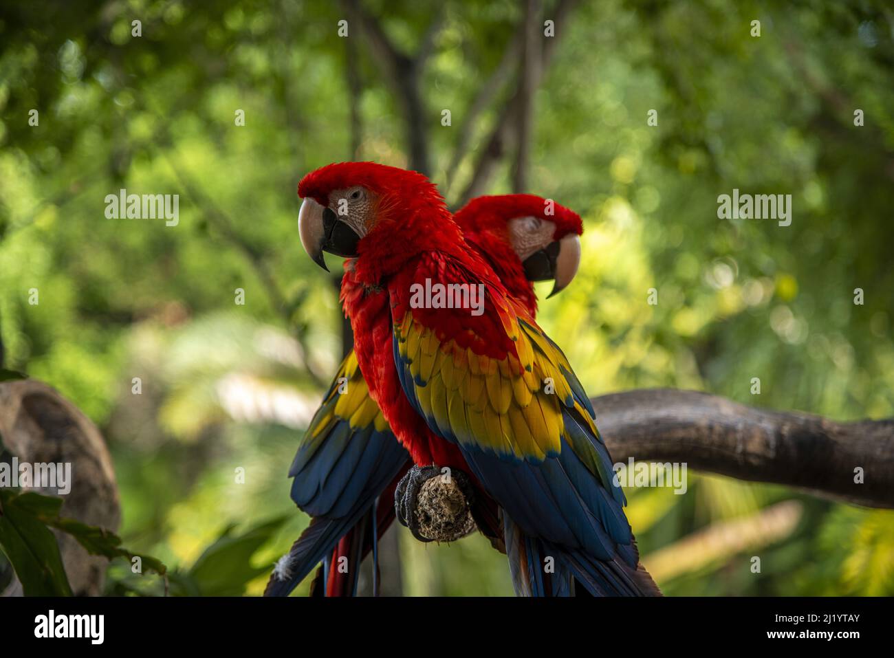 Parrots of mexico hi-res stock photography and images - Alamy