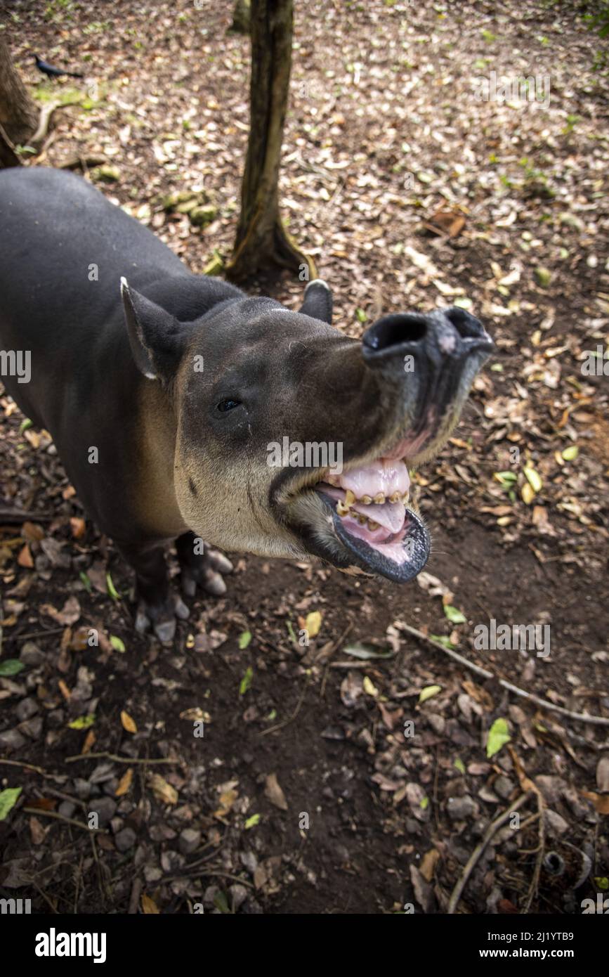 A shot of an animal in Cancun, Mexico Stock Photo - Alamy