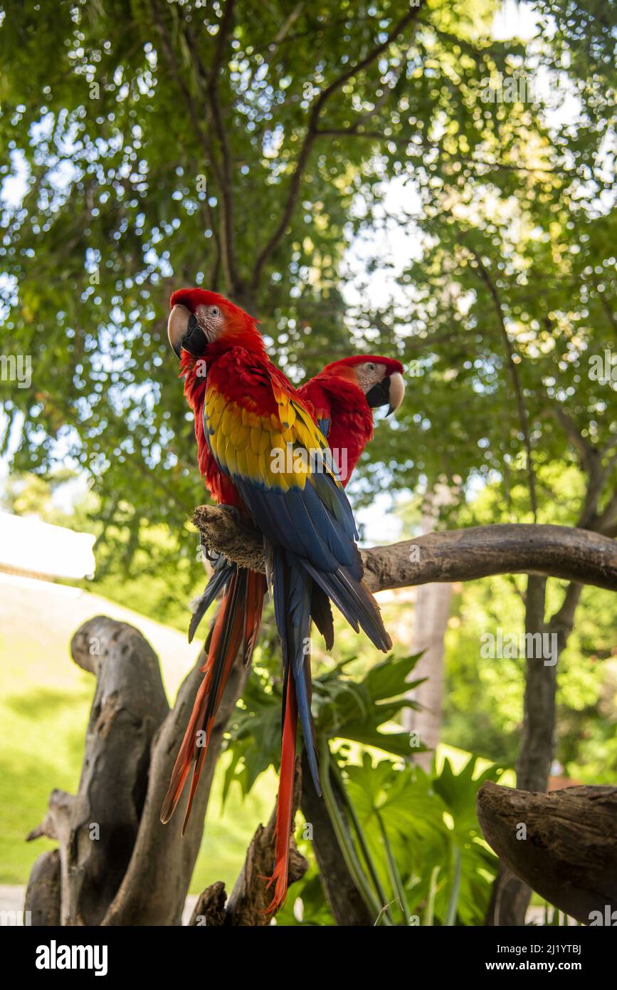 Parrots of mexico hi-res stock photography and images - Alamy