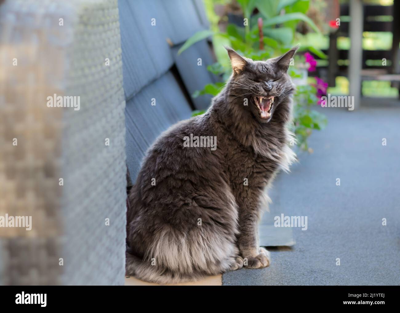 A fluffy cat hissing while sitting outdoors Stock Photo - Alamy