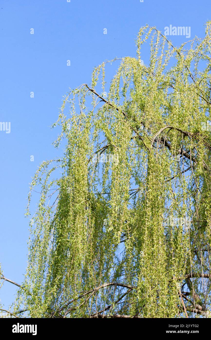Green weeping willow tree hi-res stock photography and images - Alamy