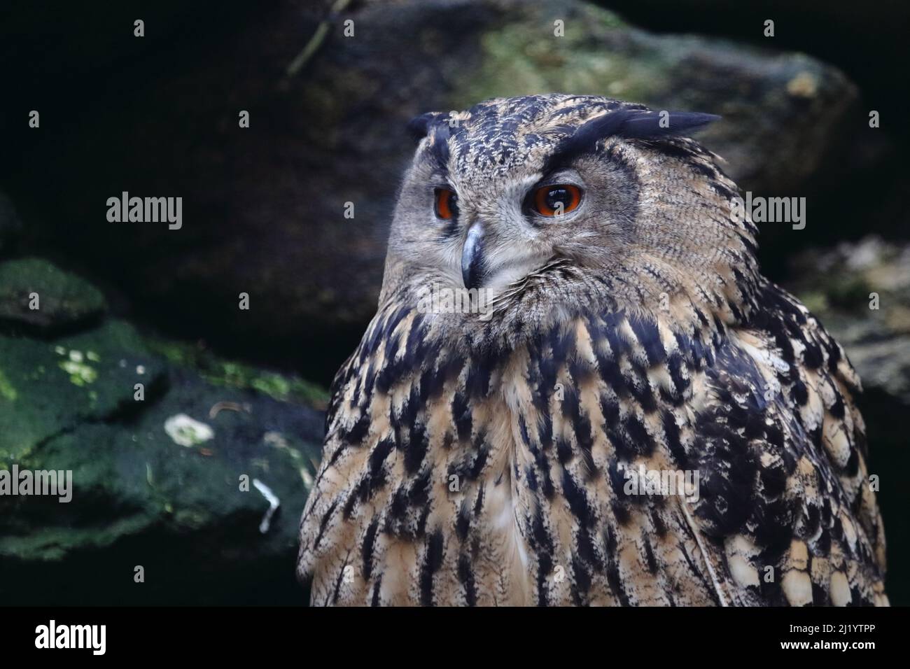 Uhu / Eurasian eagle-owl / Bubo bubo Stock Photo - Alamy