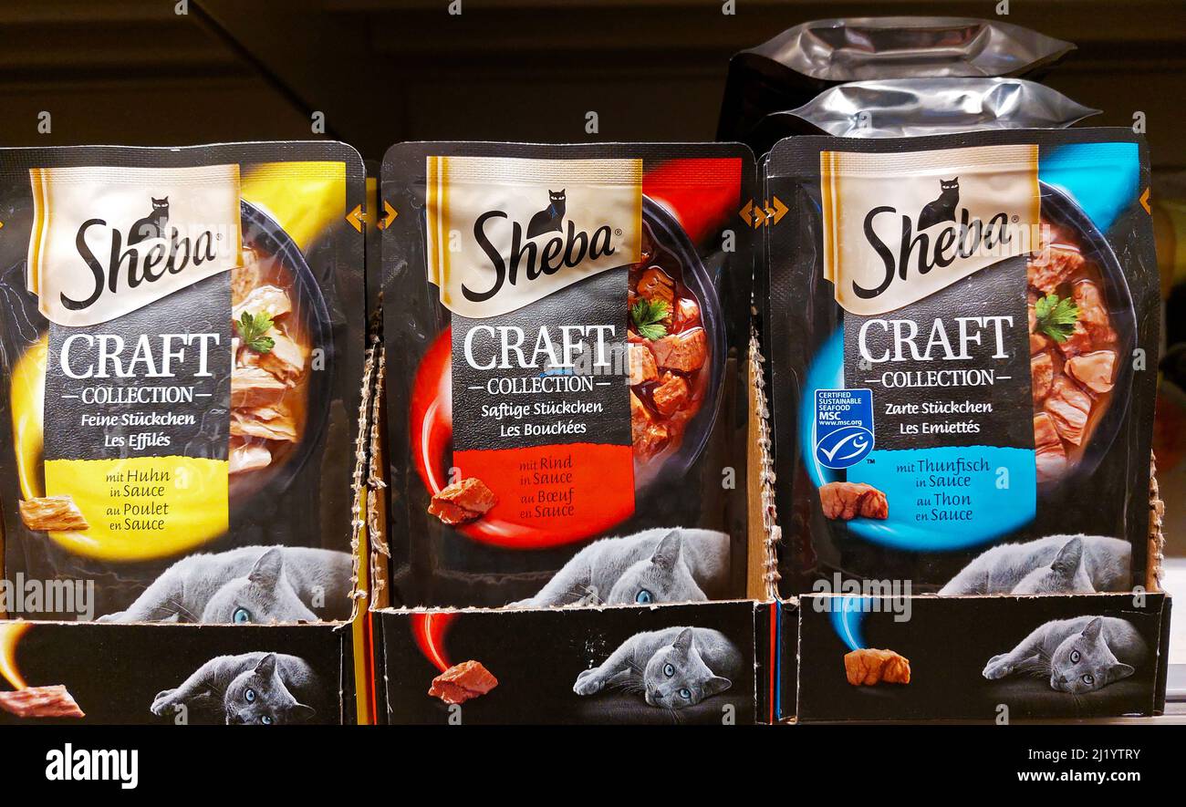 Sheba cat hi-res stock photography and images - Alamy