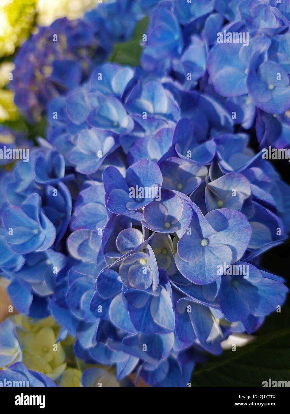 blue flowering hortensia flower Stock Photo - Alamy
