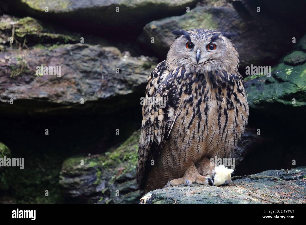 Uhu / Eurasian eagle-owl / Bubo bubo Stock Photo - Alamy