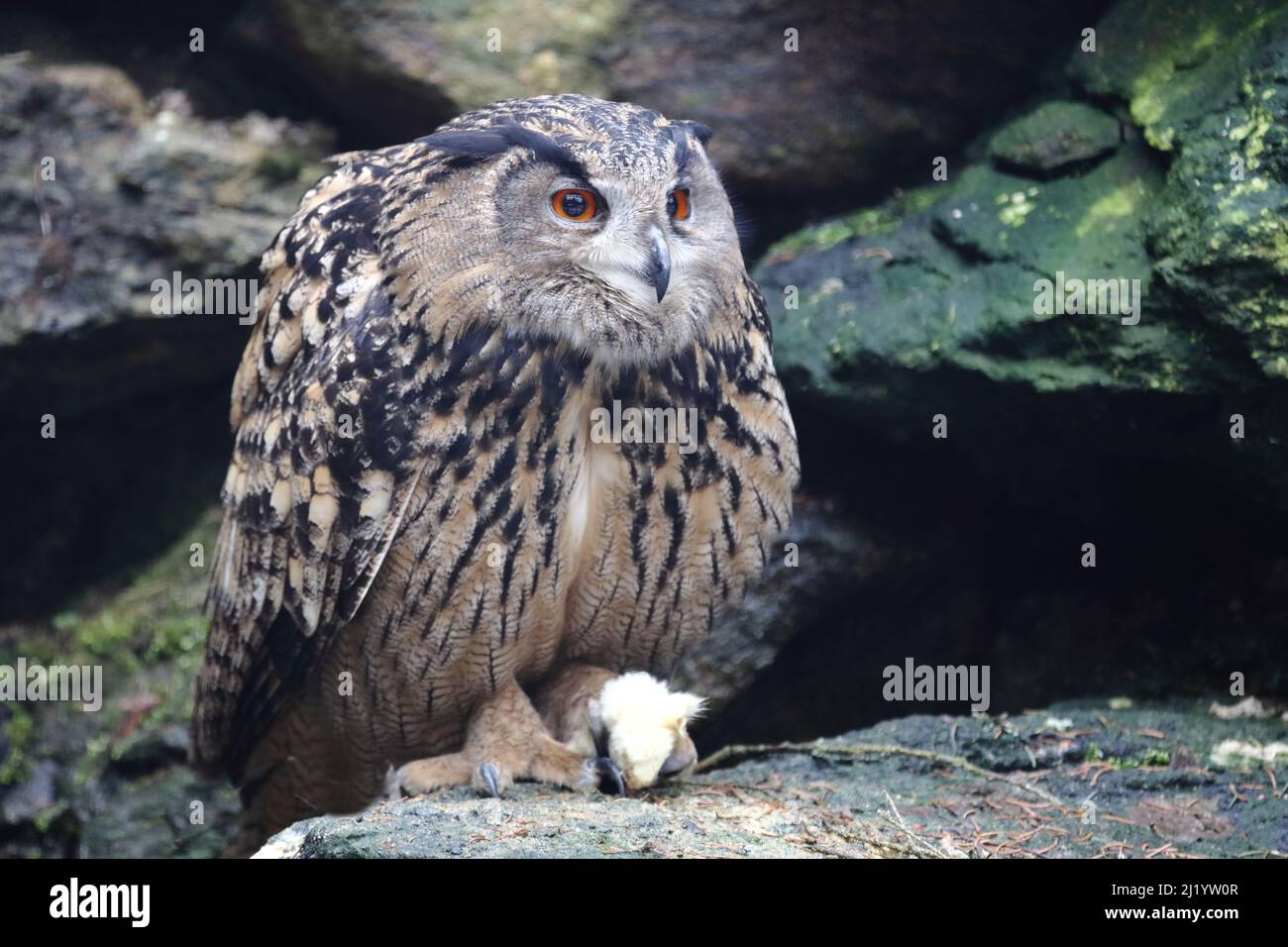 Uhu / Eurasian eagle-owl / Bubo bubo Stock Photo - Alamy