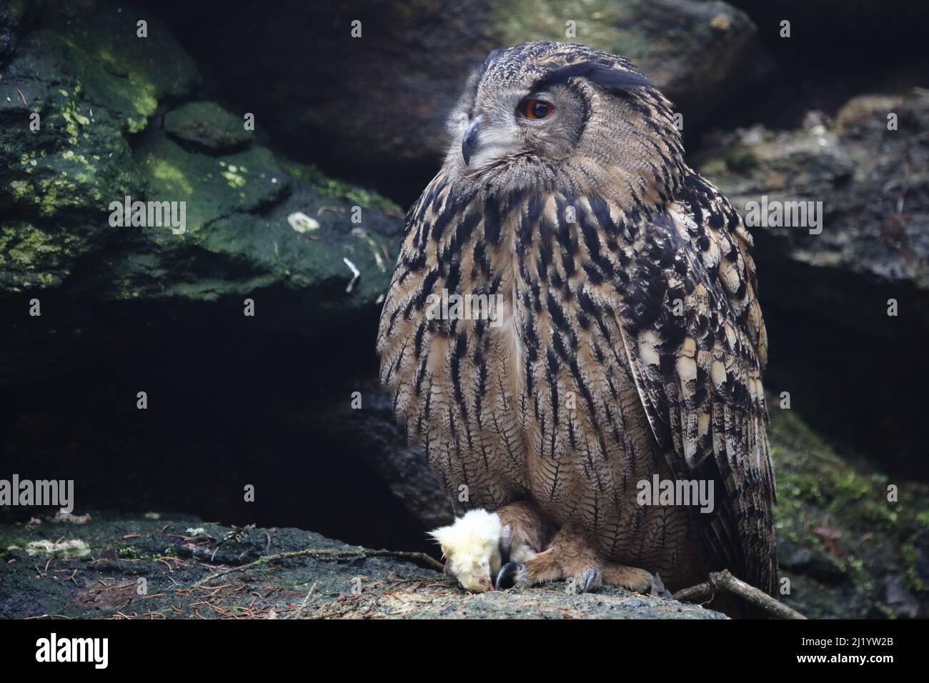 Uhu / Eurasian eagle-owl / Bubo bubo Stock Photo - Alamy