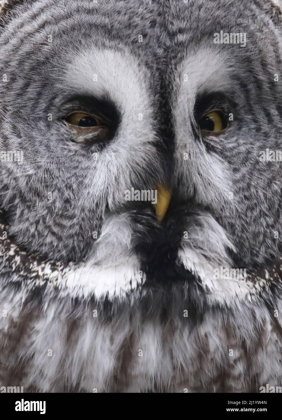 Bartkauz / Great grey owl / Strix nebulosa Stock Photo - Alamy Bartkauz / Great grey owl / Strix nebulosa Stock Photo - Alamy