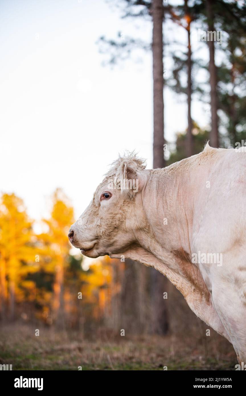 A vertical side view of a white bull Stock Photo - Alamy