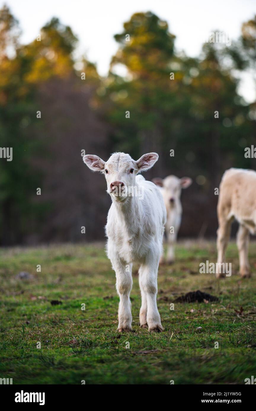 A vertical shot of a cute white calf in a field Stock Photo - Alamy