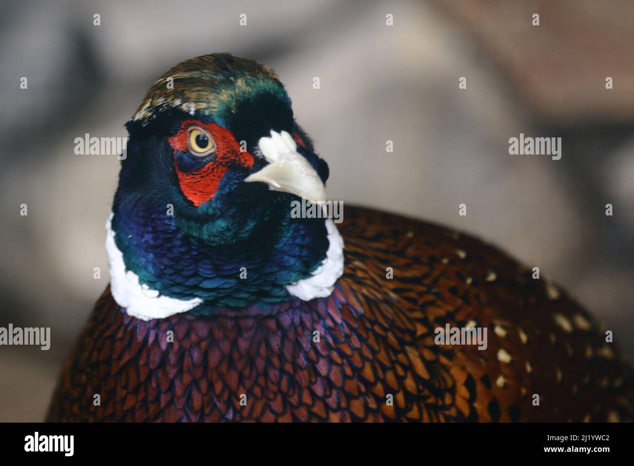 Jagdfasan / Common pheasant / Phasianus colchicus Stock Photo - Alamy