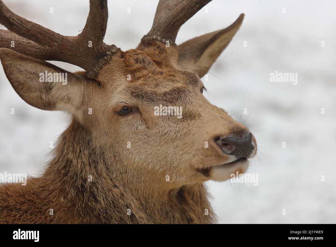 Rothirsch / Red deer / Cervus elaphus Stock Photo - Alamy