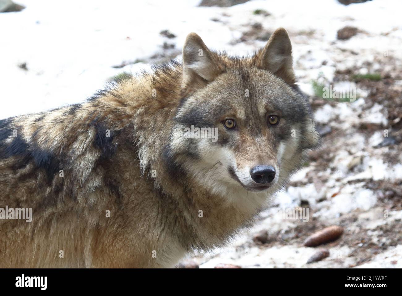 Wolf / Wolf / Canis lupus Stock Photo - Alamy