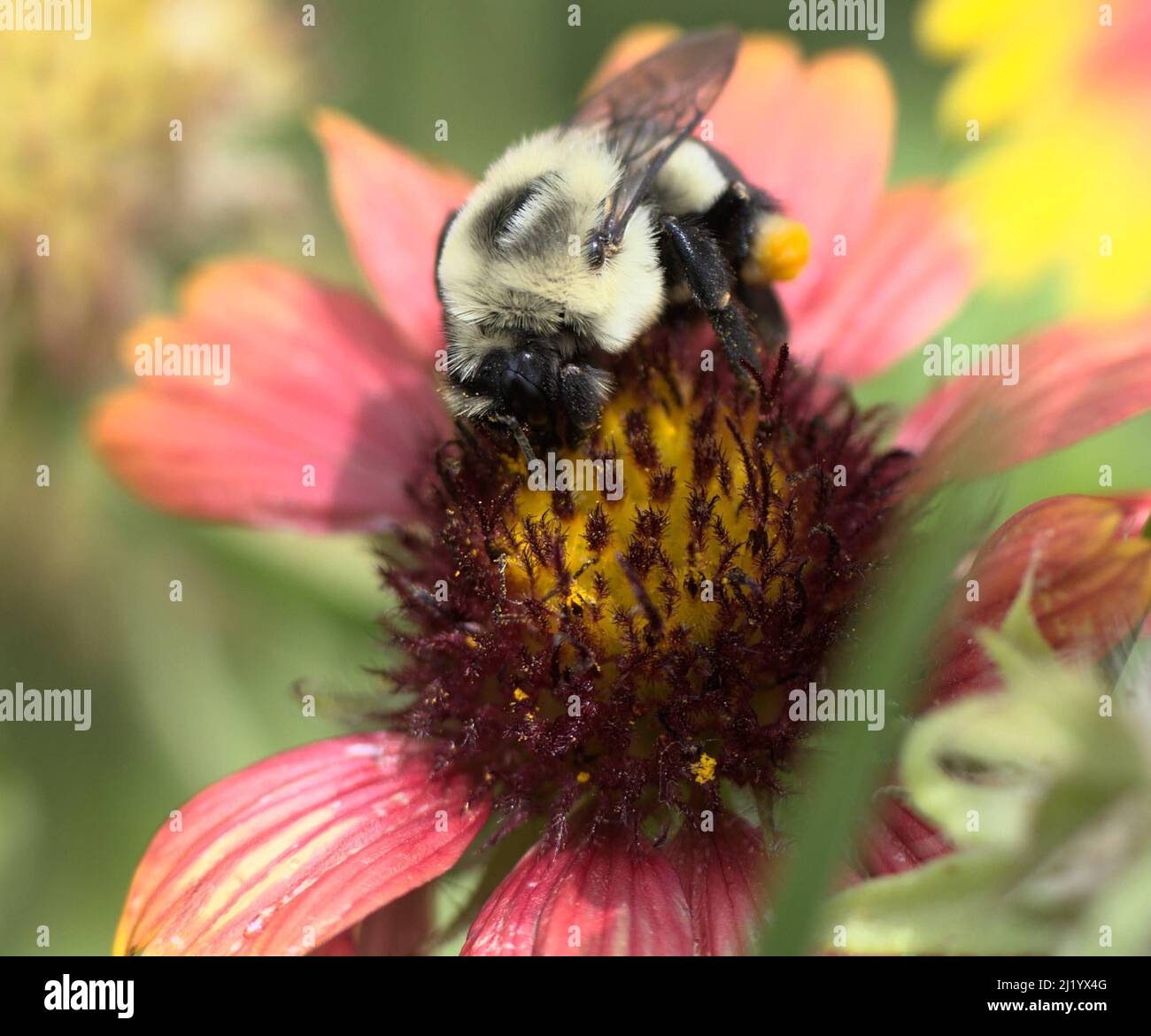 Fat bee hi-res stock photography and images - Alamy