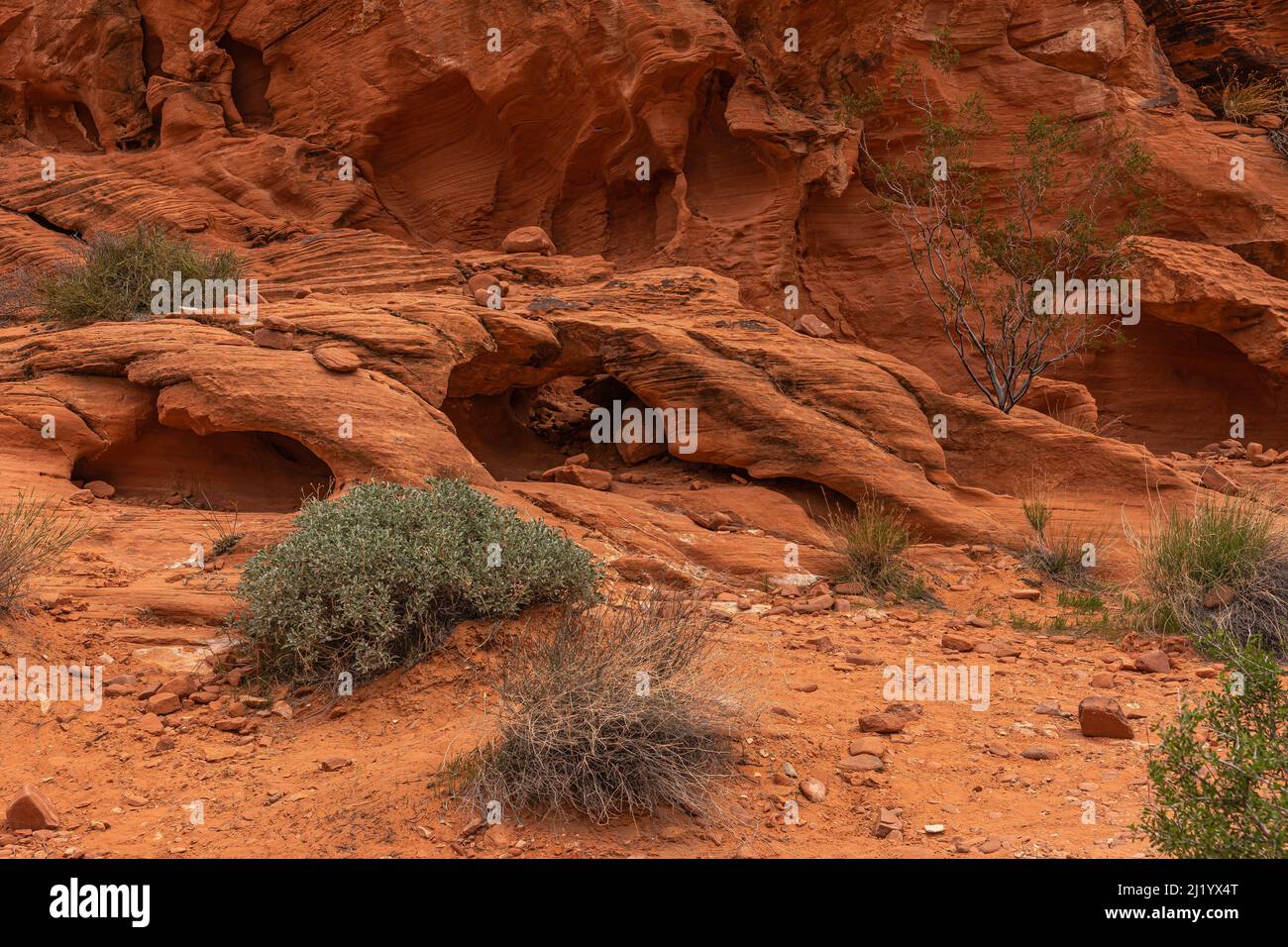 Overton, Nevada, USA - March 11, 2016: Valley of Fire. Closeup of lone ...