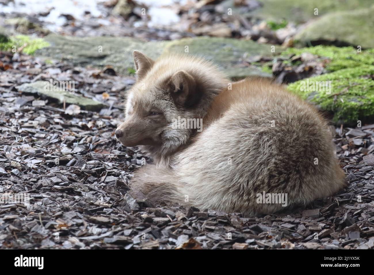 Pastellfuchs / Pastel fox / Vulpes vulpes Stock Photo - Alamy